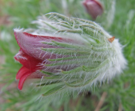 Pulsatilla vulgaris – red flower – Botanically Inclined – Seed Adventures