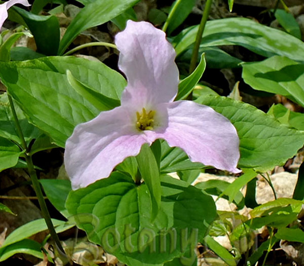 Trillium grandiflorum – Botanically Inclined – Seed Adventures