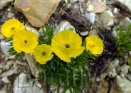 Highlights from Wasatch Mountains – Botanically Inclined – Seed Adventures