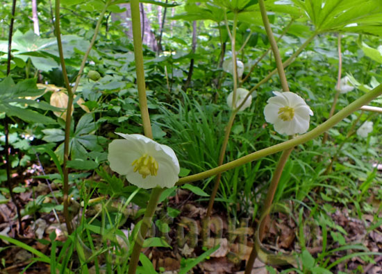 Podophyllum peltatum flowers – Botanically Inclined – Seed Adventures