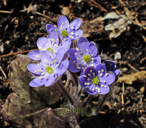 Hepatica americana – blue – Botanically Inclined – Seed Adventures