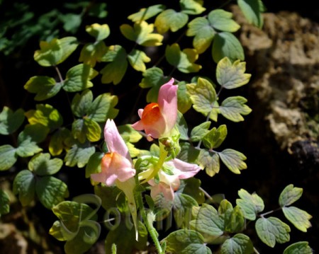 Linaria aeruginea ‘Neon Lights’ with Thalictrum isopyroides ...