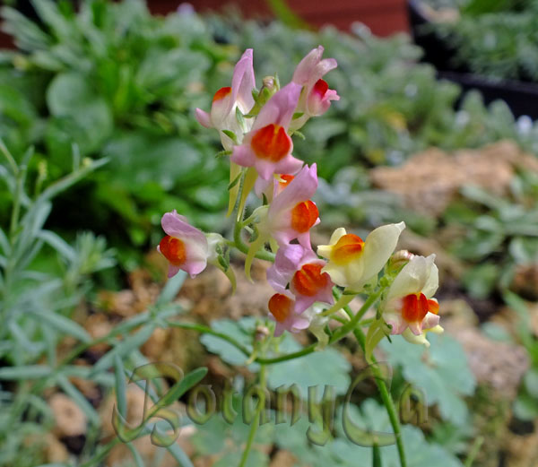 Linaria aeruginea ‘Neon Lights’ – Botanically Inclined – Seed Adventures