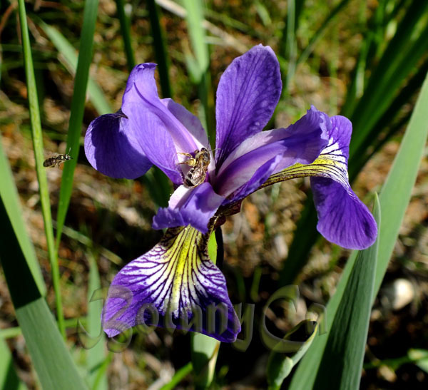 Iris virginica – Botanically Inclined – Seed Adventures