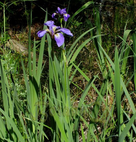 Iris virginica1 – Botanically Inclined – Seed Adventures