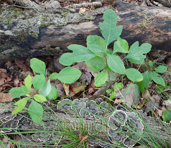 Sassafras albidum seedlings, wild – Botanically Inclined – Seed Adventures