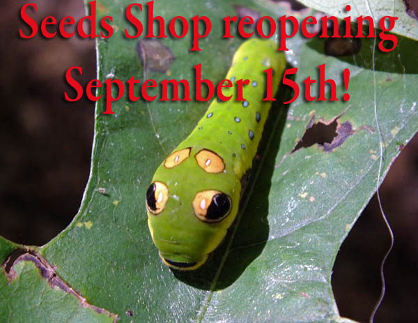 Spicebush swallowtail caterpillar – Botanically Inclined – Seed Adventures