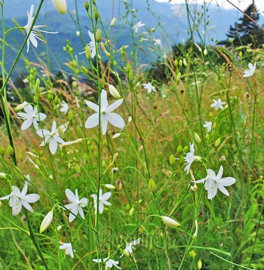 Anthericum ramosum – Botanically Inclined – Seed Adventures