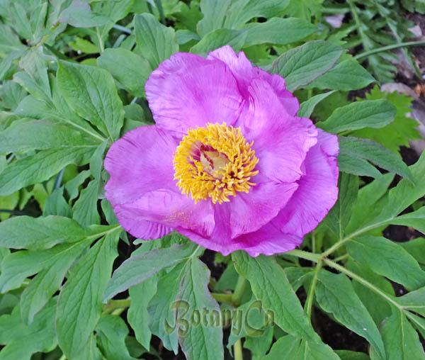 Paeonia officinalis – Botanically Inclined – Seed Adventures