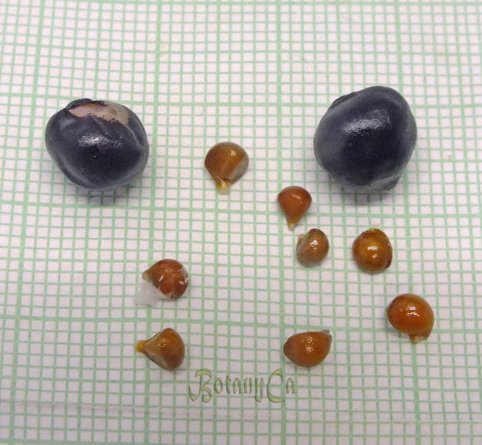 Liliaceae – Botanically Inclined – Seed Adventures