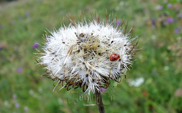 Compositae (Asteraceae): seeds, achenes and cypselae – Botanically ...