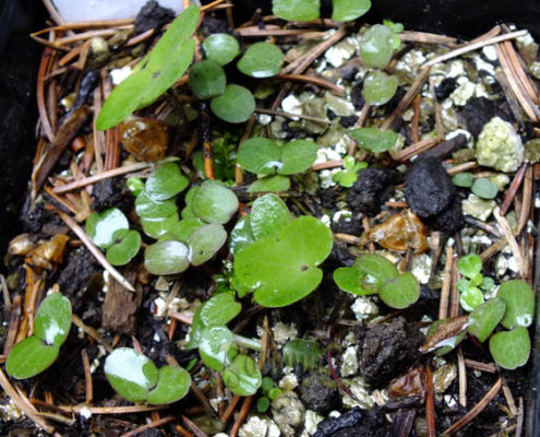 Hepatica: Pollination, seeds & germination – Botanically Inclined ...