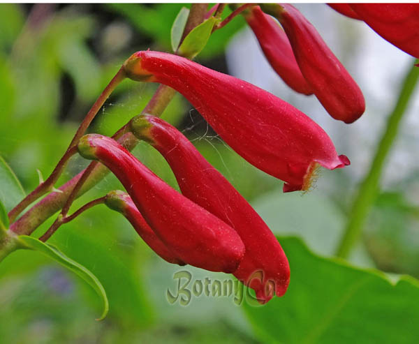 Penstemon cardinalis – Botanically Inclined – Seed Adventures