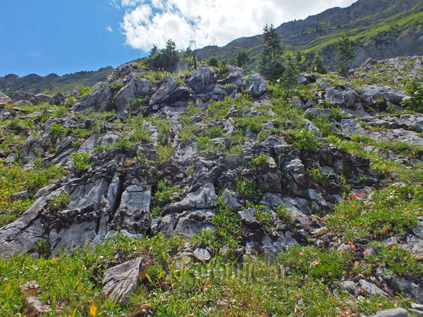 Rock outcrops – Botanically Inclined – Seed Adventures