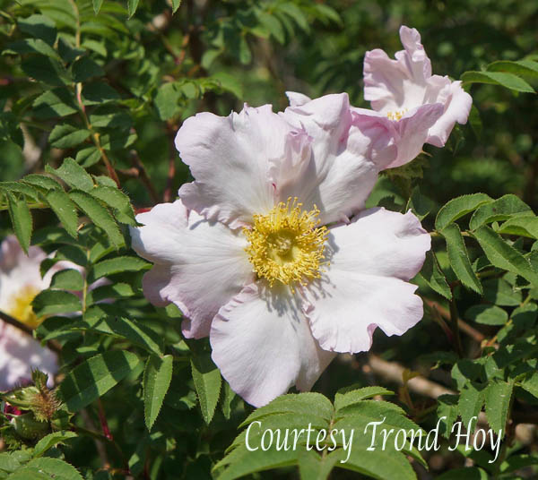 Rosa roxburghii f. normalis flower – Botanically Inclined – Seed Adventures
