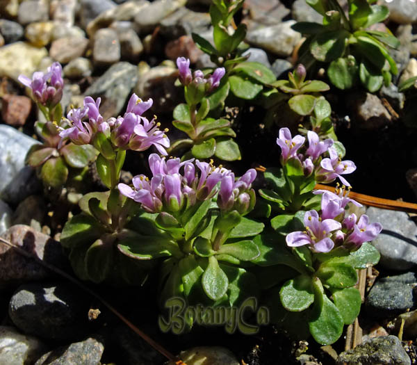 Thlaspi stylosum – Botanically Inclined – Seed Adventures