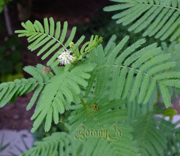 The bundle flower – Desmanthus illinoensis – Botanically Inclined ...