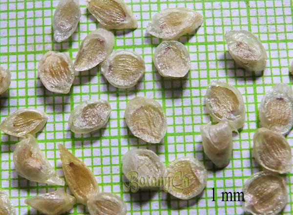 Liliaceae – Botanically Inclined – Seed Adventures