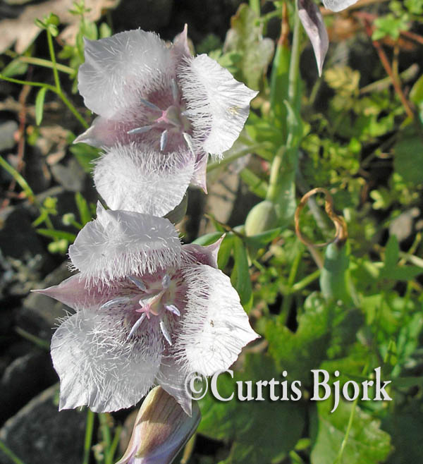 Calochortus tolmiei – Botanically Inclined – Seed Adventures