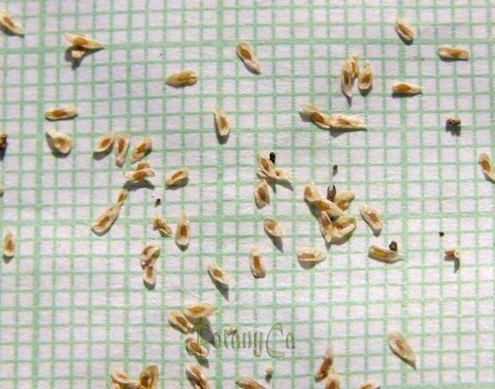 2 – Botanically Inclined – Seed Adventures