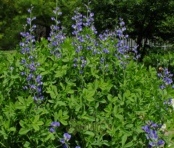 Baptisia australis – Botanically Inclined – Seed Adventures