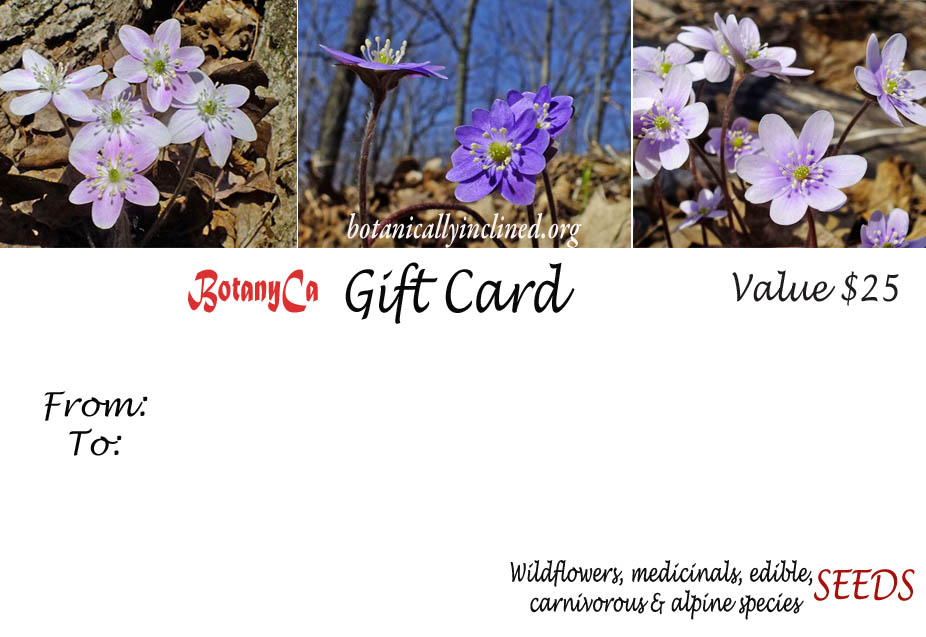 Gift card 25$ – Botanically Inclined – Seed Adventures