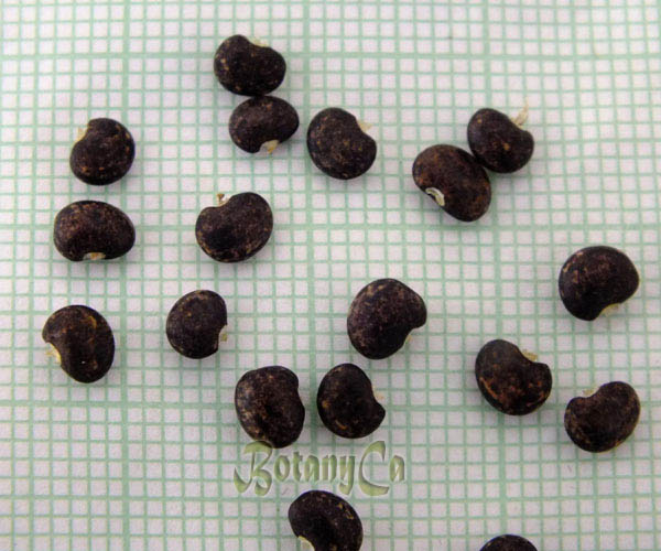 Fabaceae – Botanically Inclined – Seed Adventures