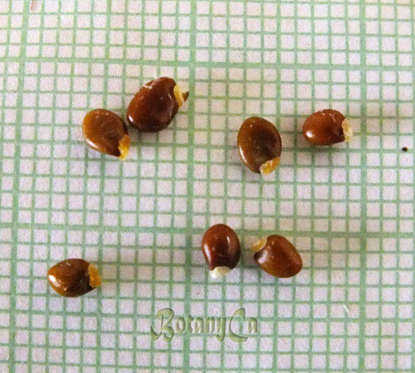 Fabaceae – Botanically Inclined – Seed Adventures