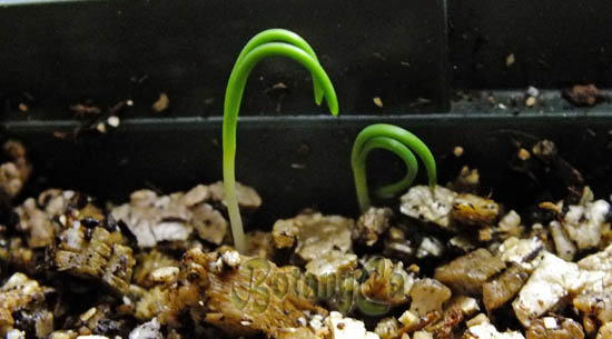 First seedlings of 2019 – update on Ephedra – Botanically Inclined ...