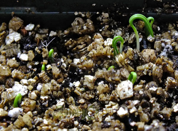 First seedlings of 2019 – update on Ephedra – Botanically Inclined ...