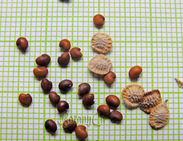 Fabaceae – Botanically Inclined – Seed Adventures