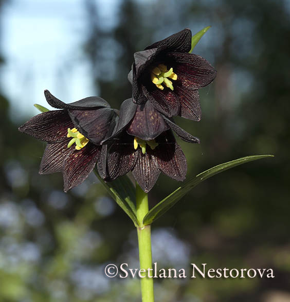Fritillaria camschatcensis – Botanically Inclined – Seed Adventures