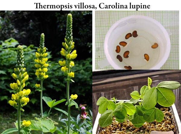 Thermopsis villosa – Botanically Inclined – Seed Adventures