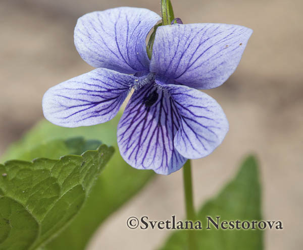 Viola langsdorfii ssp. kamtchadolorum – Botanically Inclined – Seed ...