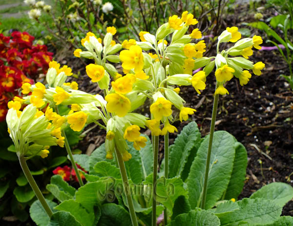 Friday’s seedlings: primulas – Botanically Inclined – Seed Adventures