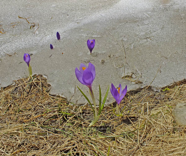 Crocus veluchensis1 – Botanically Inclined – Seed Adventures