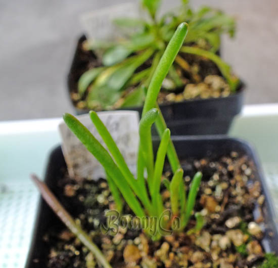 Lewisia rediviva 2 years-old – Botanically Inclined – Seed Adventures