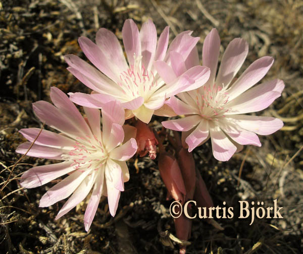Spetlem: Lewisia rediviva – Botanically Inclined – Seed Adventures