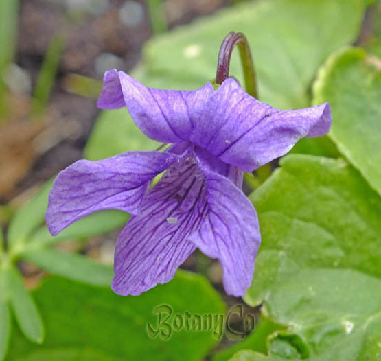 Viola langsdorfii ssp. kamtchadolorum – Botanically Inclined – Seed ...