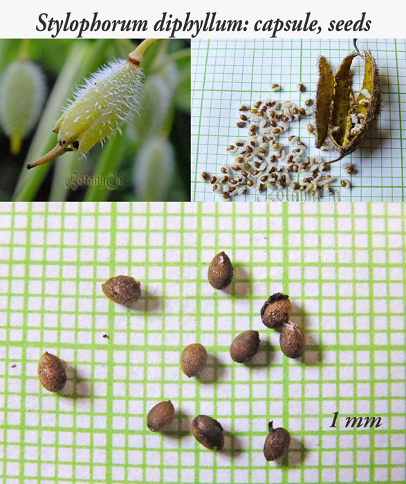 Friday’s Seeds: Hylomecon seed please stand up – Botanically Inclined ...