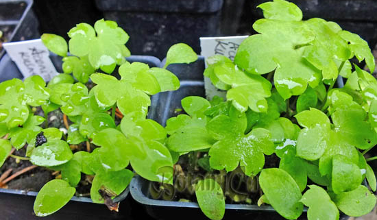 Aconitum germination revised: 2019 – Botanically Inclined – Seed Adventures