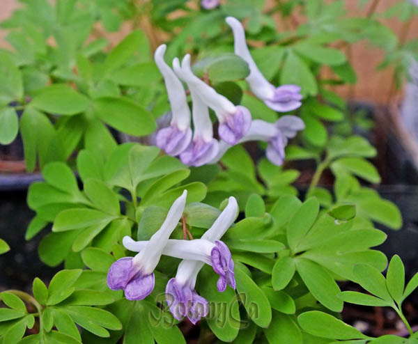 To finish about spring Corydalis – Botanically Inclined – Seed Adventures