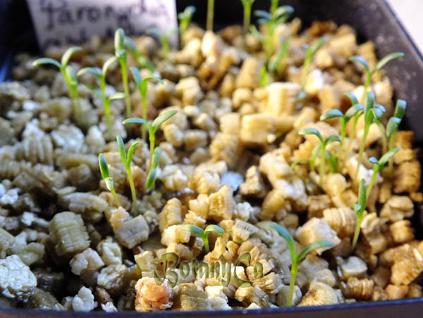 Fridays more new seedlings – Botanically Inclined – Seed Adventures