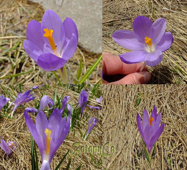 Crocus veluchensis form, Pirin Mts. – Botanically Inclined – Seed ...