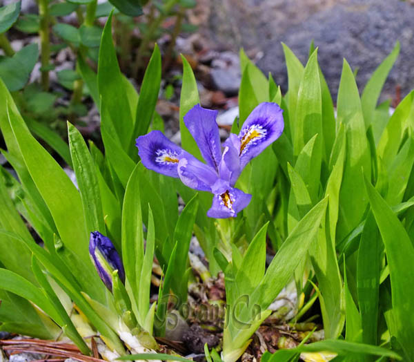 Spring in time of Covid IV: native species – Botanically Inclined ...