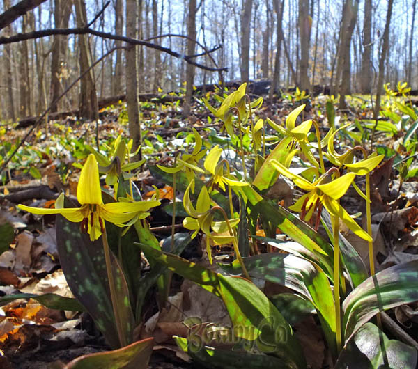 Erythronium americanum – Botanically Inclined – Seed Adventures