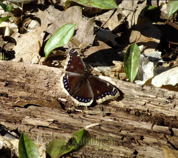 Morning cloak butterfly – Botanically Inclined – Seed Adventures