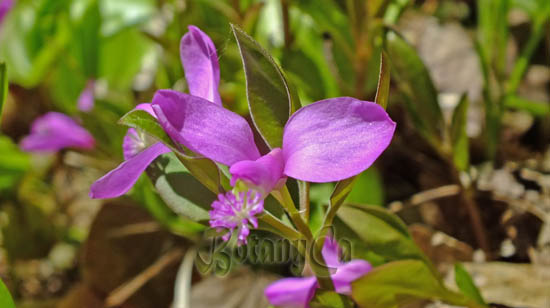 Little treasures: dwarf Polygala species – Botanically Inclined – Seed ...