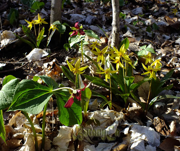 Trillium erectum, Erythronium – Botanically Inclined – Seed Adventures