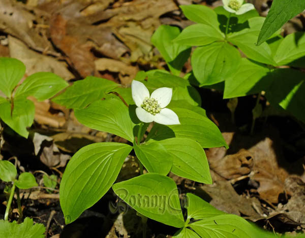 Cornus canadensis – Botanically Inclined – Seed Adventures
